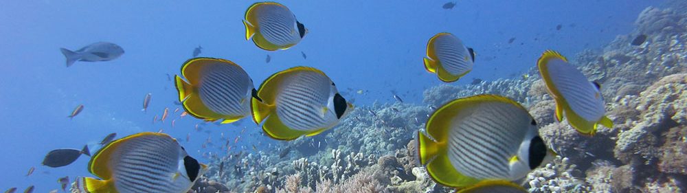 Native Diving Center Ecuador