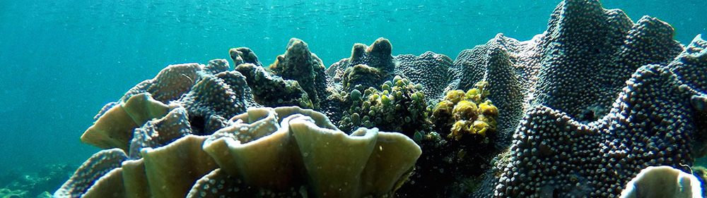 Native Diving Center Ecuador