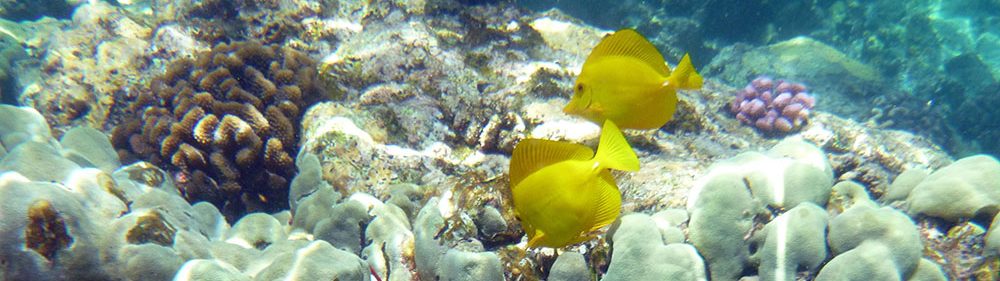 Native Diving Center Ecuador