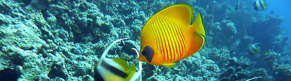 Native Diving Center Ecuador