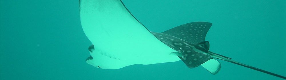 Native Diving Center Ecuador
