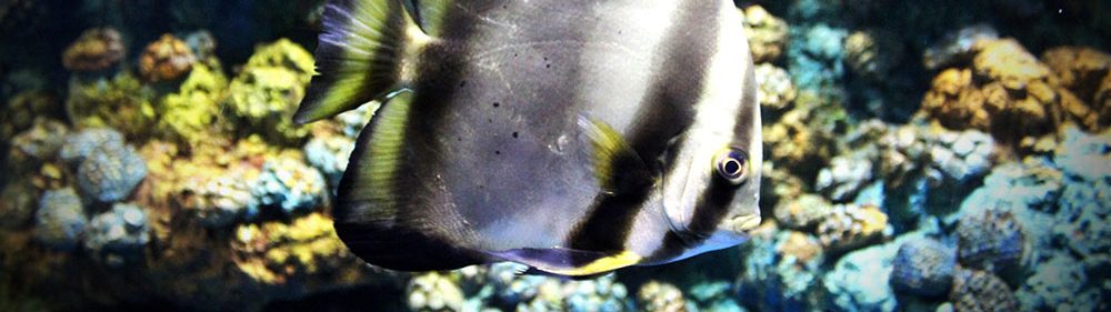 Native Diving Center Ecuador