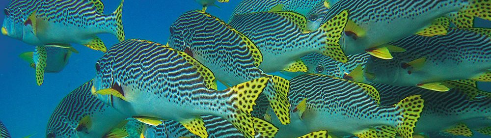 Native Diving Center Ecuador