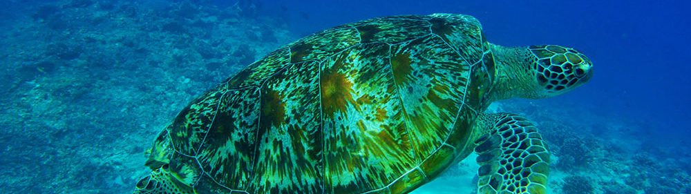 Native Diving Center Ecuador