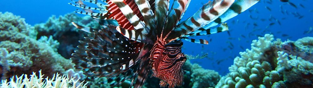 Native Diving Center Ecuador