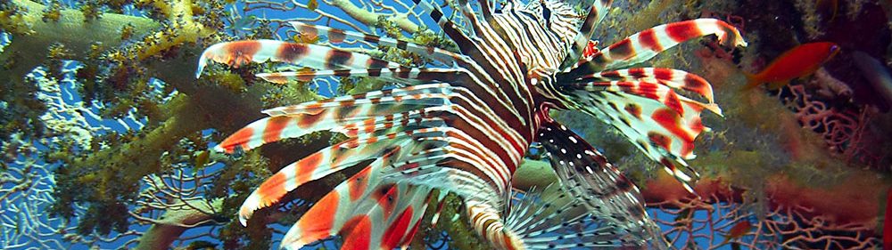 Native Diving Center Ecuador