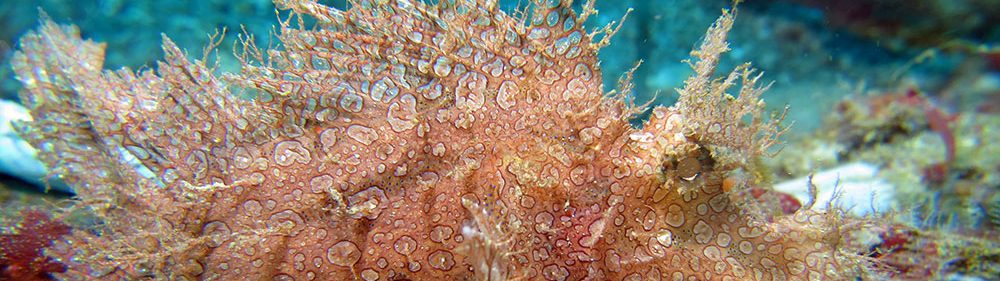 Native Diving Center Ecuador