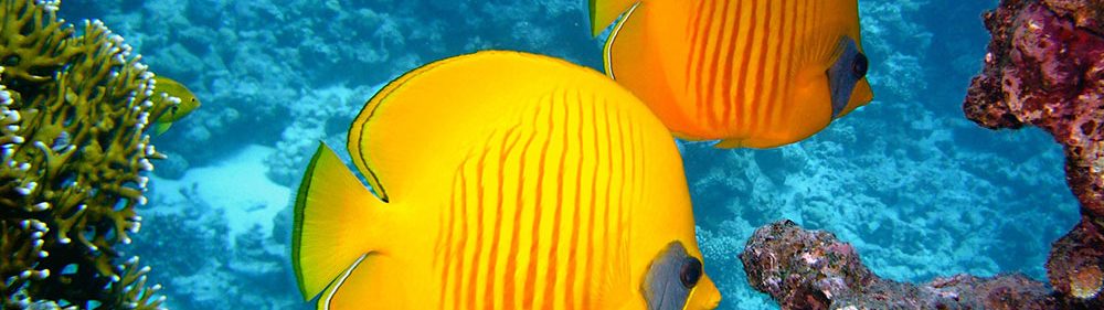 Native Diving Center Ecuador